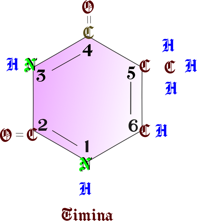 Thymine Adn Molécule Base - Image gratuite sur Pixabay - Pixabay