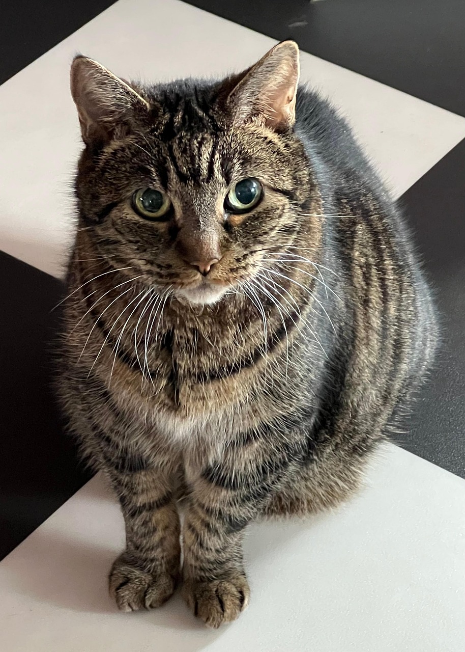 Tabby Katze Haustier - Kostenloses Foto auf Pixabay - Pixabay