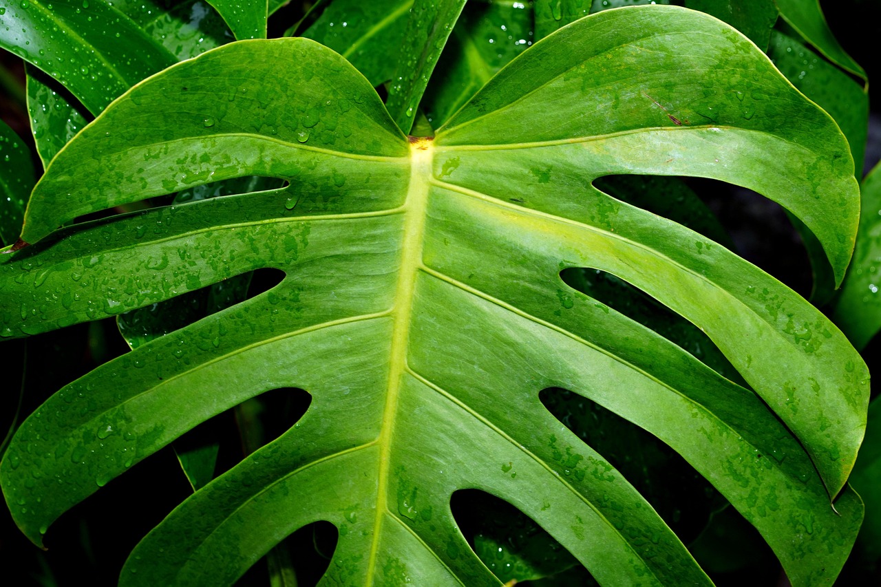 Monstera deliciosa en Monstera adansonii: verschillen en ...