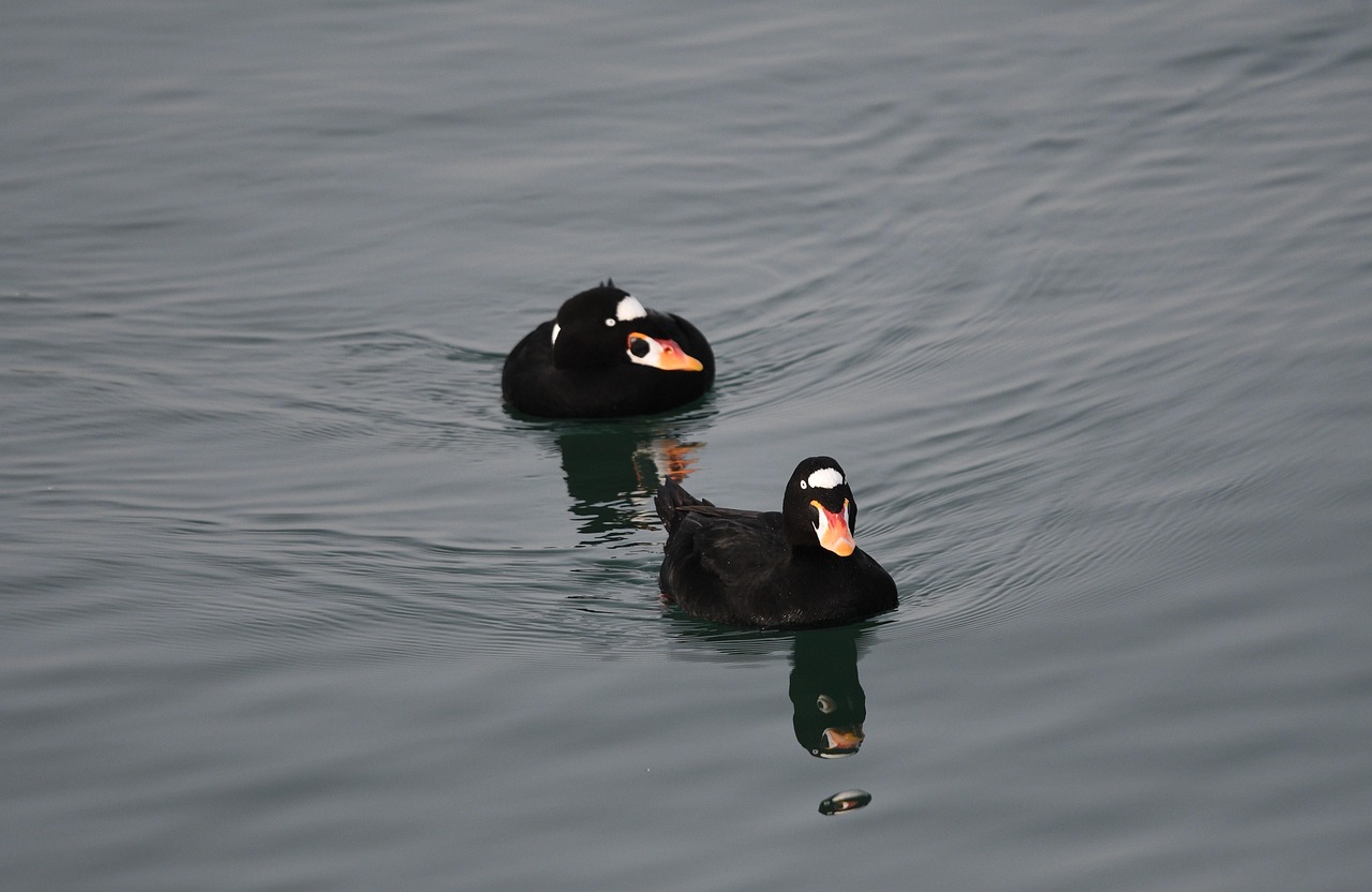 Surf Scoter Ducks Bird - Free photo on Pixabay - Pixabay