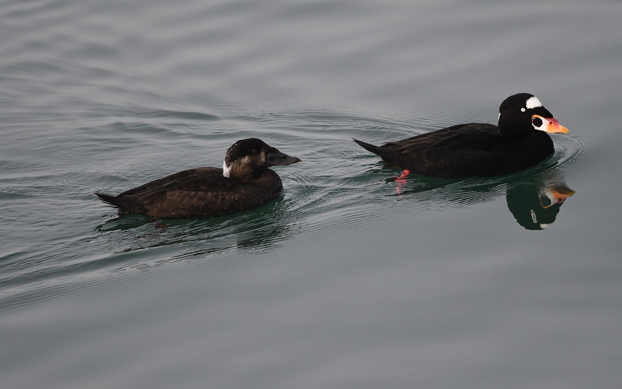 Surf Scoter Ducks Bird - Free photo on Pixabay - Pixabay