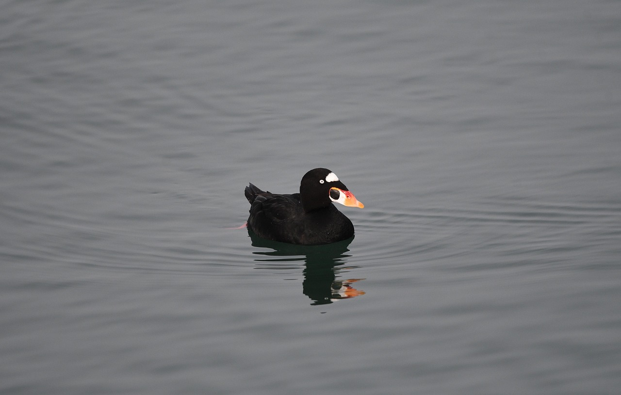 Surf Scoter Duck Bird - Free photo on Pixabay
