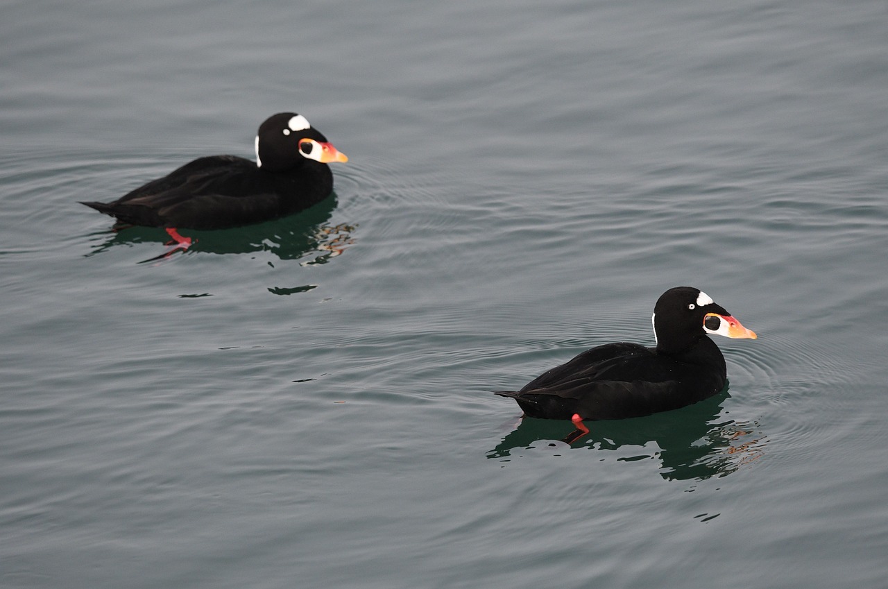 Surf Scoter Ducks Bird - Free photo on Pixabay - Pixabay