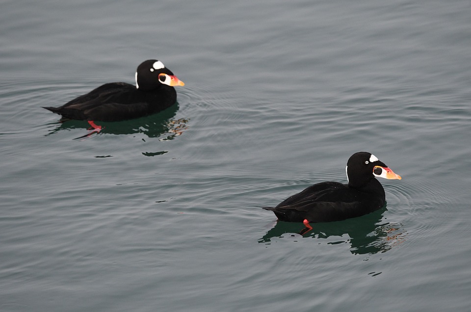 Surf Scoter Ducks Bird - Free photo on Pixabay - Pixabay