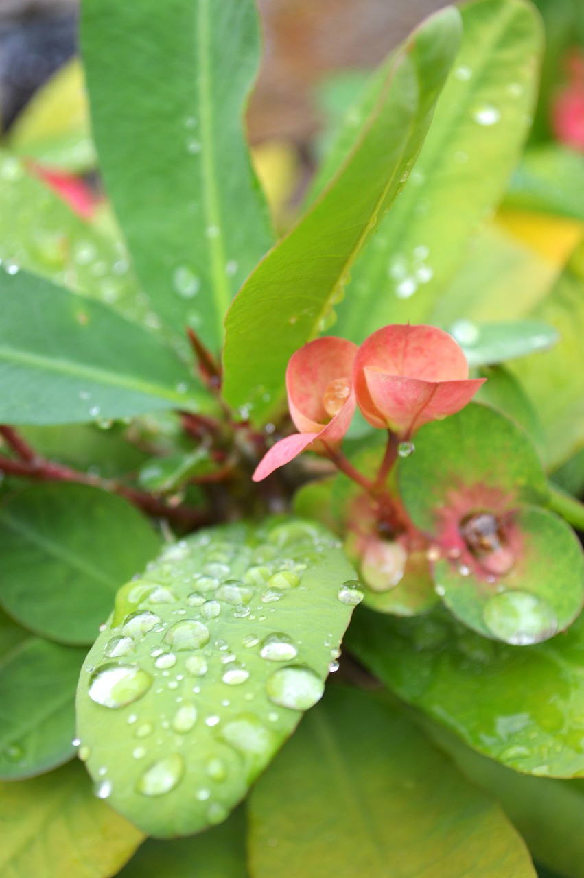 Natureza Plantar Flor - Foto gratuita no Pixabay - Pixabay