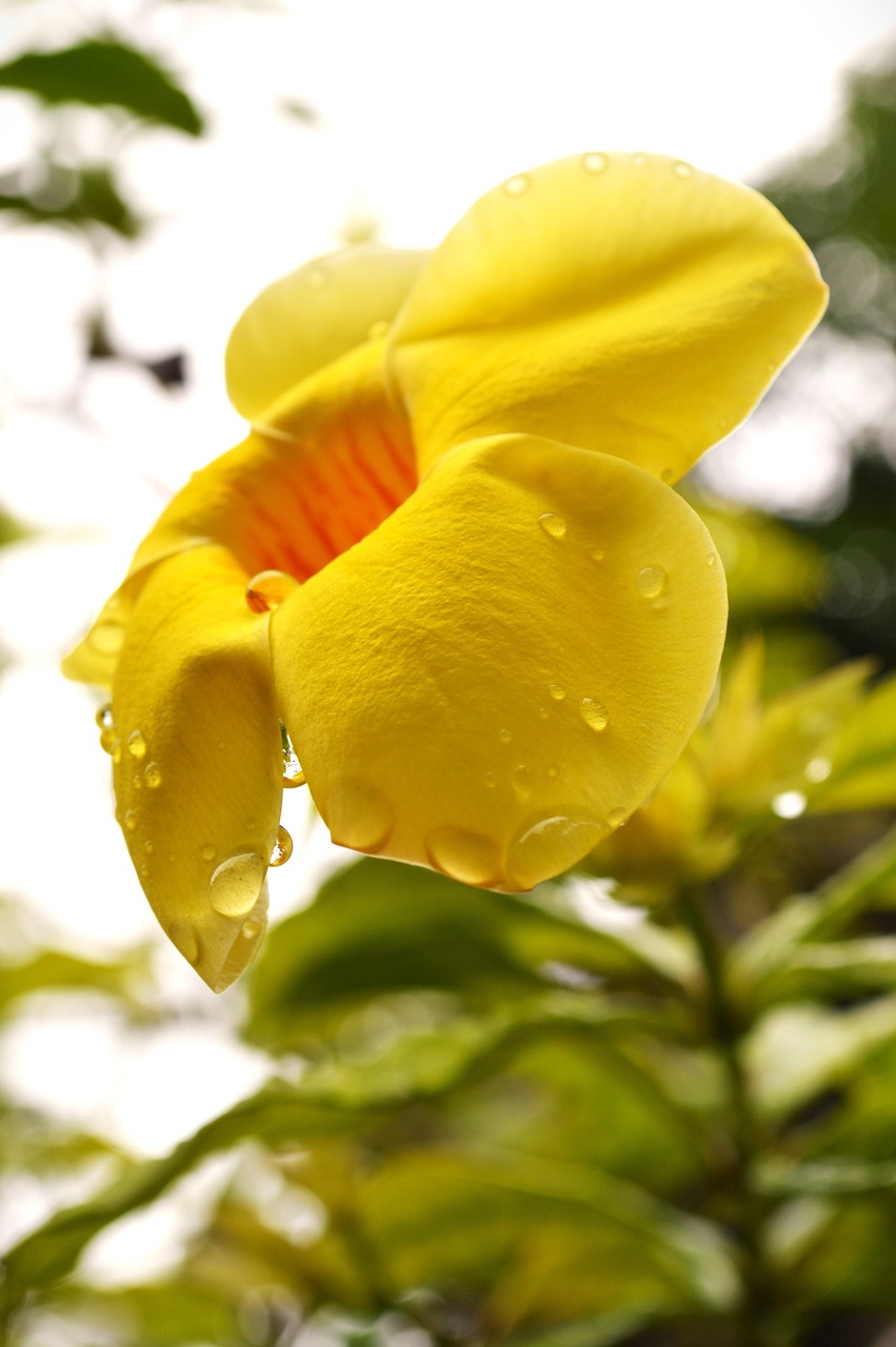 Natureza Plantar Flor - Foto gratuita no Pixabay - Pixabay