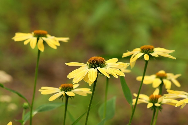 2,000+ Free Coneflowers & Nature Images - Pixabay