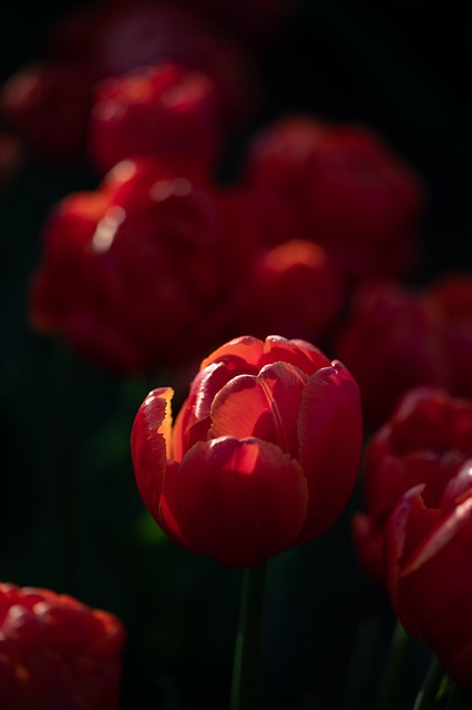 Bunga-Bunga Tulip Lapangan Padang - Foto gratis di Pixabay - Pixabay