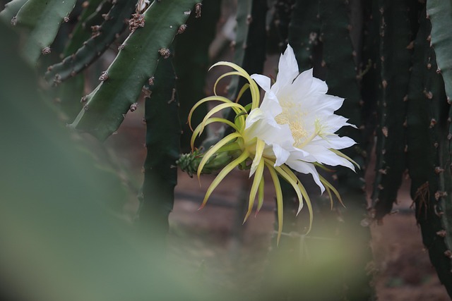 Buah Naga Bunga Kelopak - Foto gratis di Pixabay - Pixabay