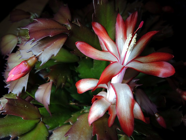 Cacto De Natal Natureza - Foto gratuita no Pixabay - Pixabay