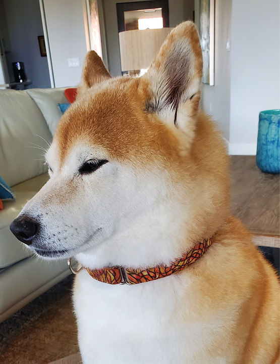 Shiba Inu Race De Inudog - Image gratuite sur Pixabay - Pixabay