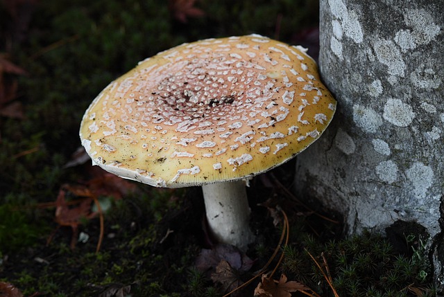 Mushroom Toadstool Fungus - Free photo on Pixabay - Pixabay