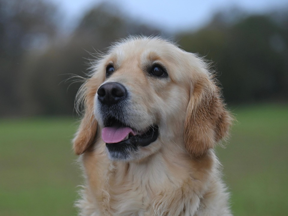 Jenis Anjing Golden Retriever - Foto gratis di Pixabay - Pixabay