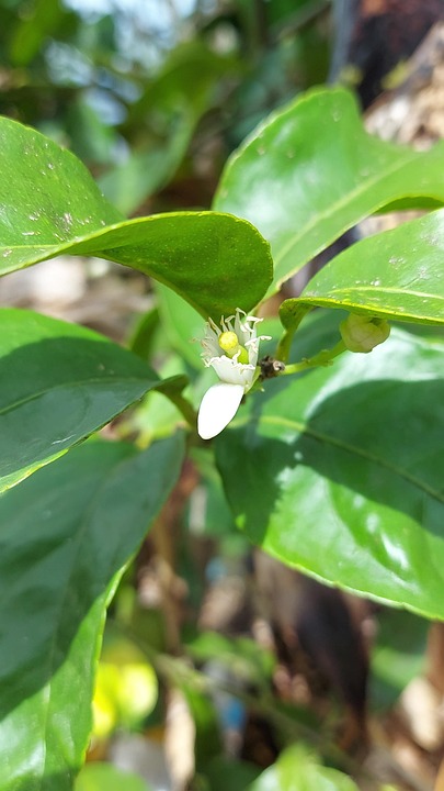 Lemon Tree Blossom Citrus Flower - Free photo on Pixabay - Pixabay