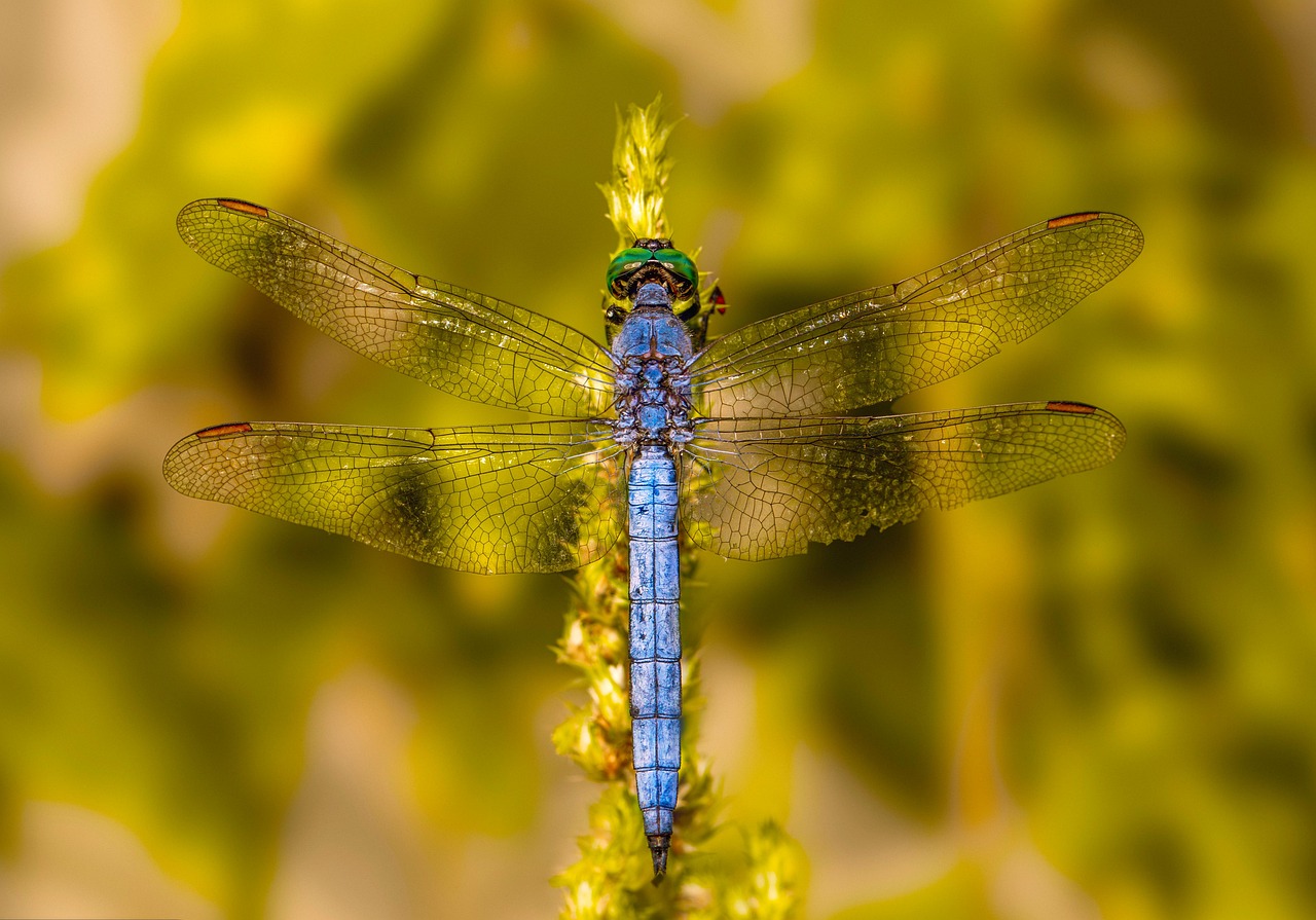 6,000+ Dragonfly Pictures & Images [HD] - Pixabay