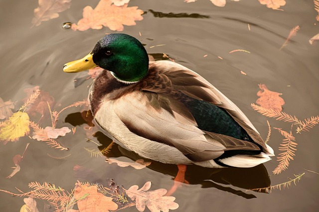 2,000+ Free Drake Beat & Duck Images - Pixabay