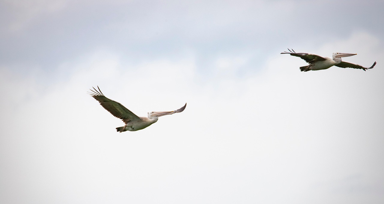 Spot Billed Pelican Flying - Free photo on Pixabay - Pixabay