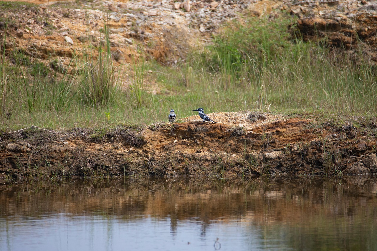 Pássaros Perto De Um Lago - Foto gratuita no Pixabay - Pixabay
