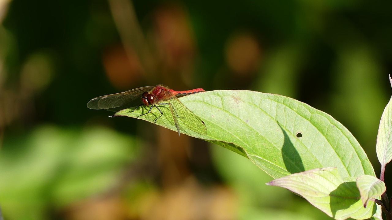 Makrofotografie Libelle - Kostenloses Foto auf Pixabay - Pixabay