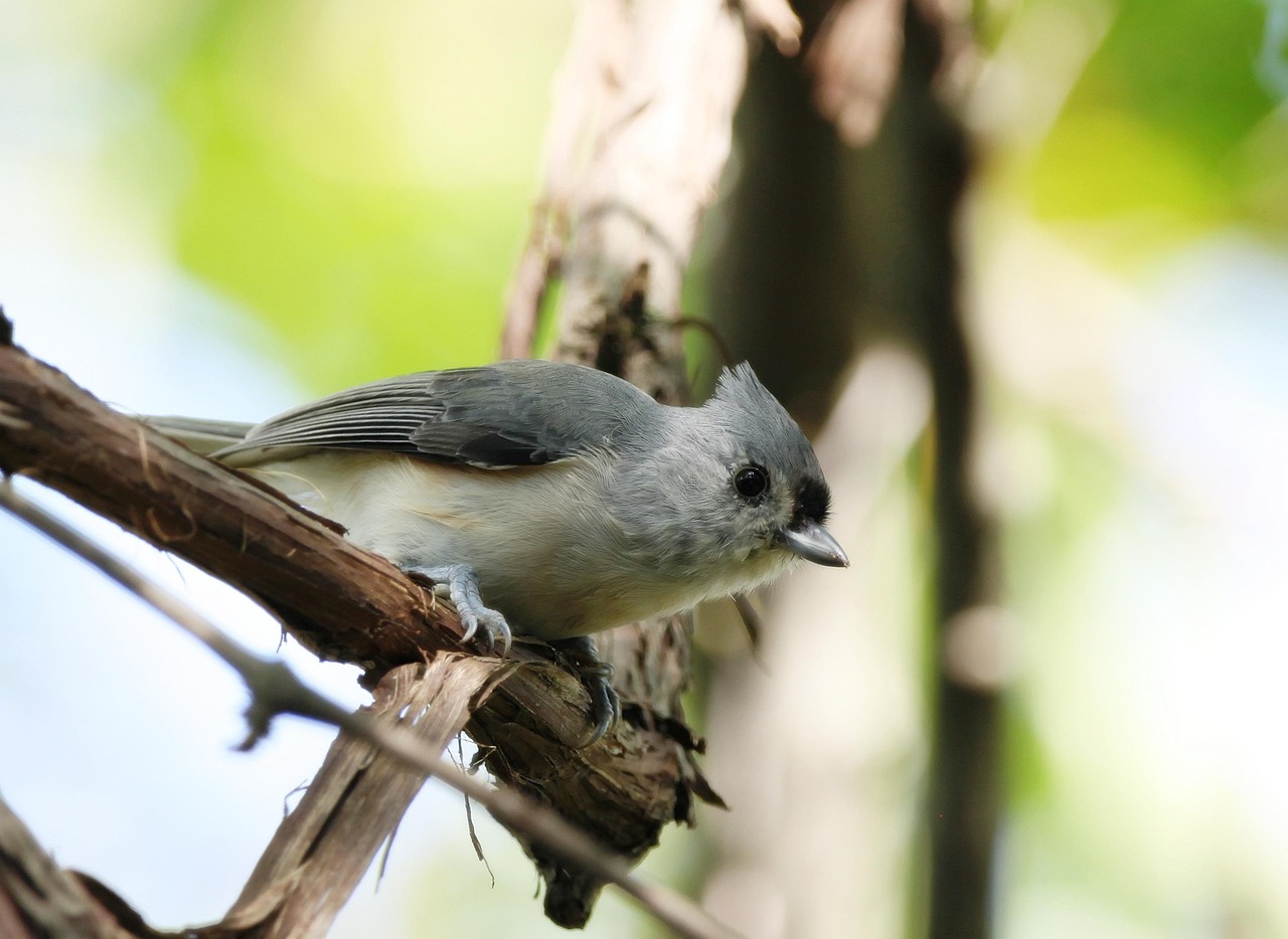 Titmouse Tufted Bird - Free photo on Pixabay - Pixabay