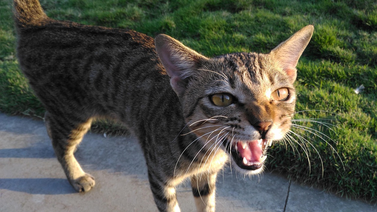 Gato Enfadado Enojado - Foto gratis en Pixabay - Pixabay