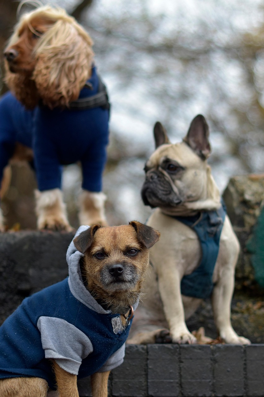 Dogs Animals Cute - Free photo on Pixabay - Pixabay
