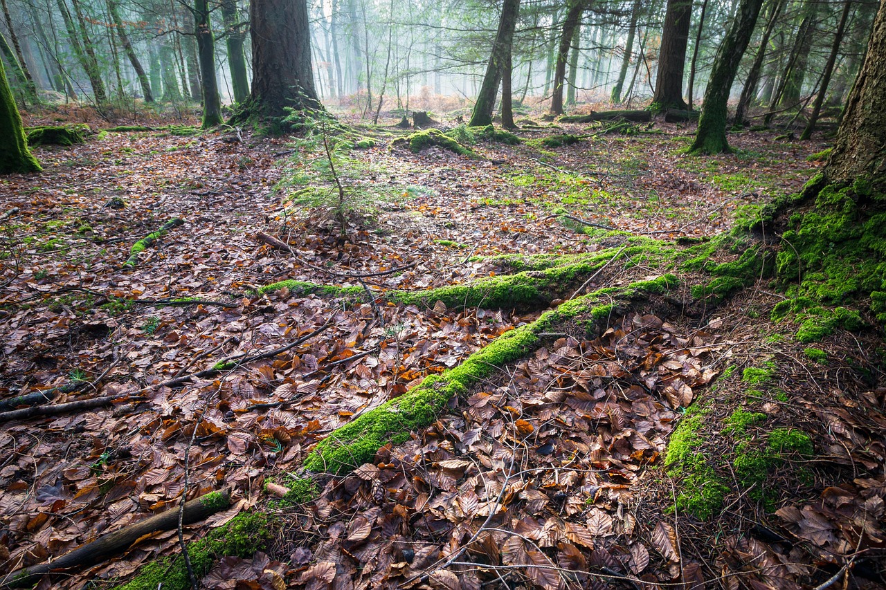 Forest Trees Root - Free photo on Pixabay - Pixabay