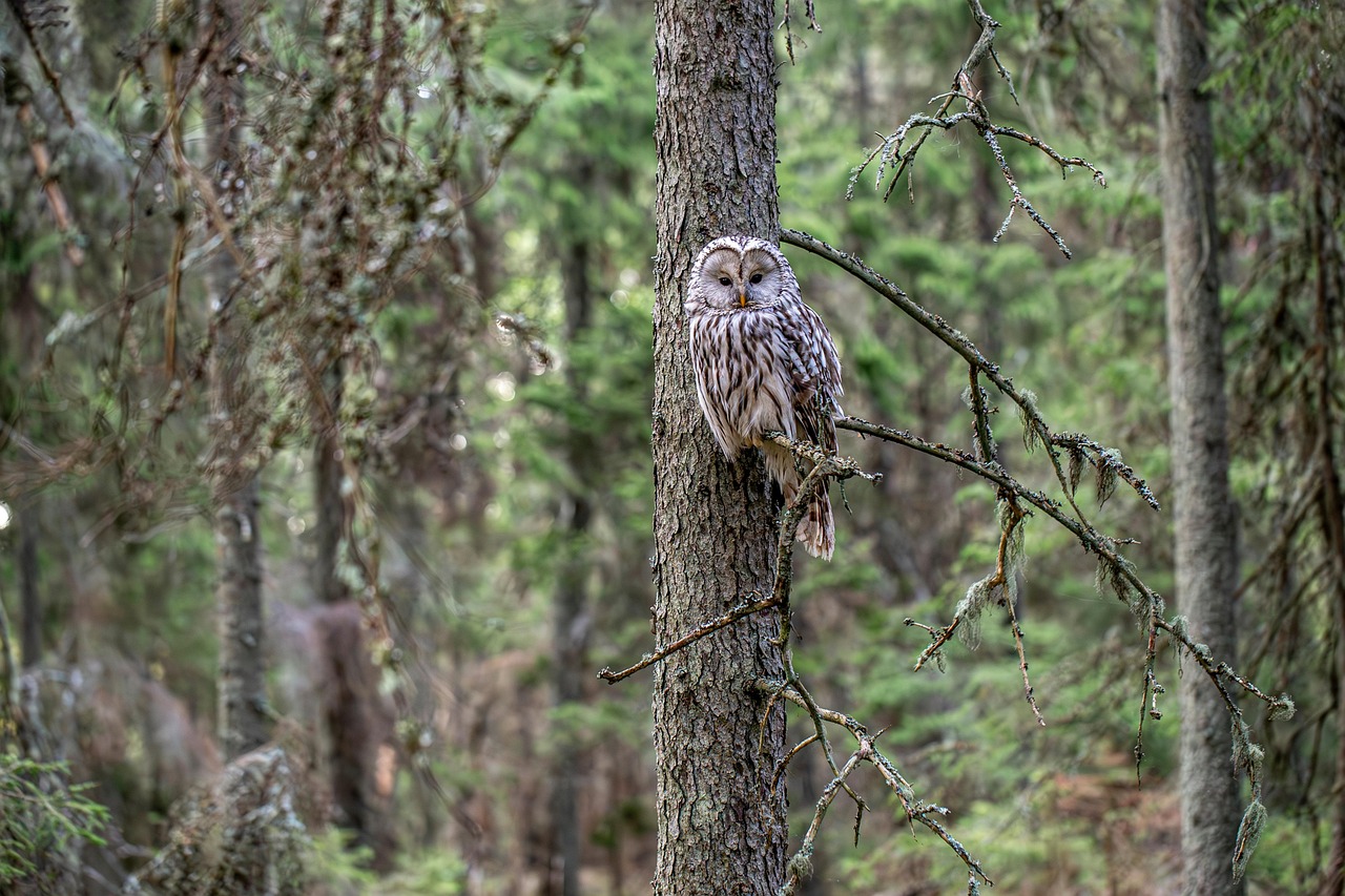 Juniperus Virginiana Grey Owl