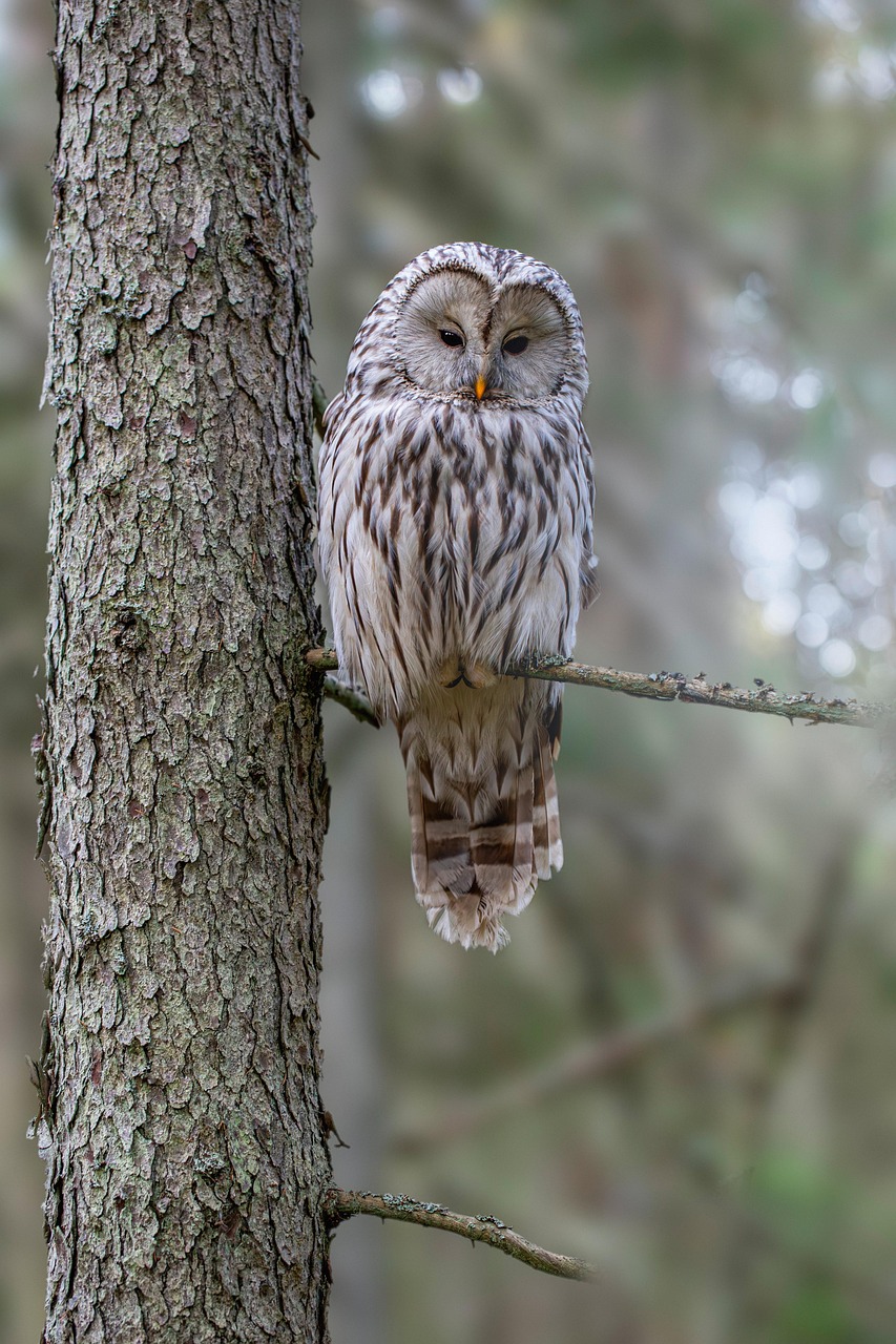 400+ Free Woodland Animals & Owl Photos - Pixabay