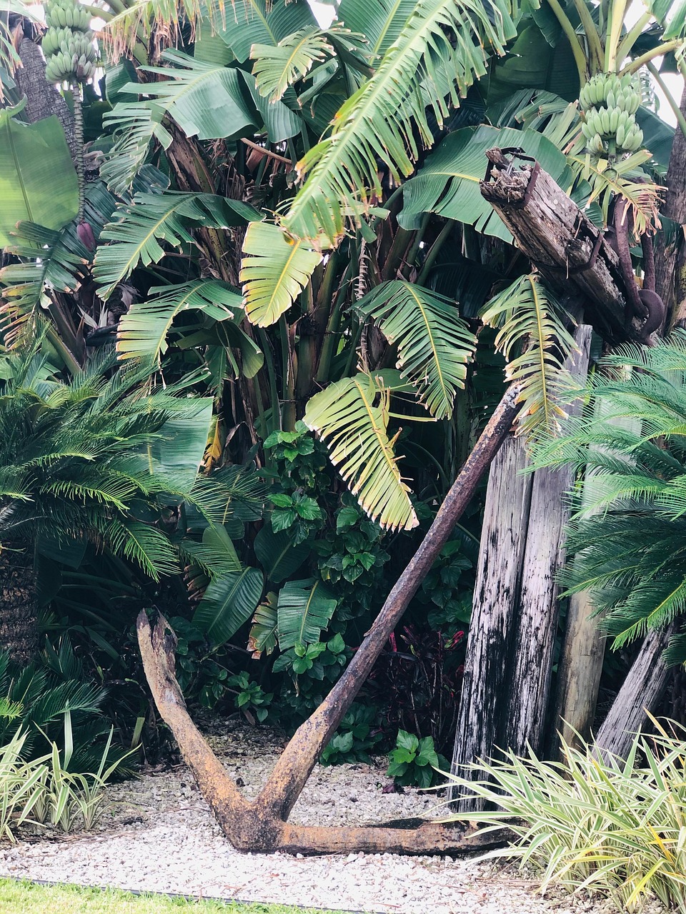Anchor Palm Tree - Free photo on Pixabay - Pixabay
