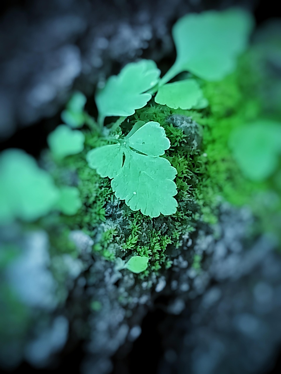 Mengaburkan Alam Blur - Foto gratis di Pixabay - Pixabay