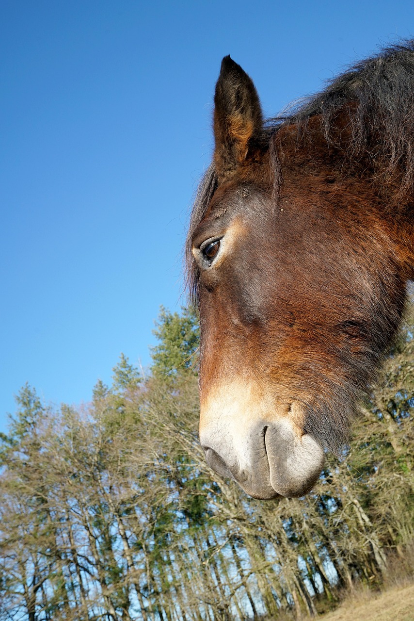 Animal Animais Selvagens Cavalo - Foto gratuita no Pixabay - Pixabay