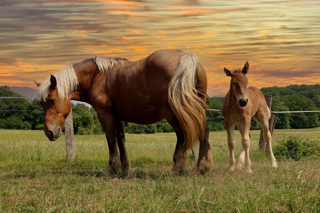 Animal Faune Cheval - Photo gratuite sur Pixabay - Pixabay