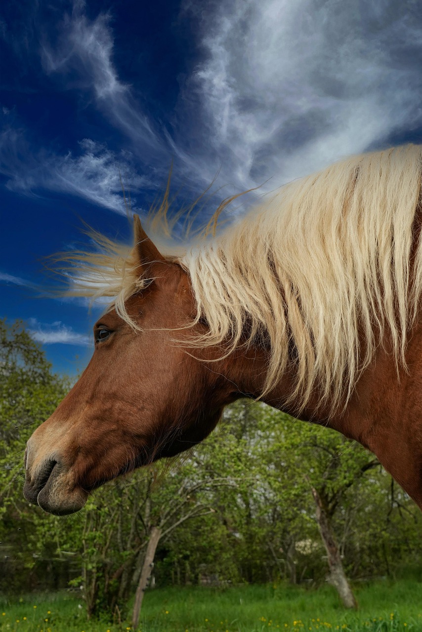 Animal Animais Selvagens Cavalo - Foto gratuita no Pixabay - Pixabay