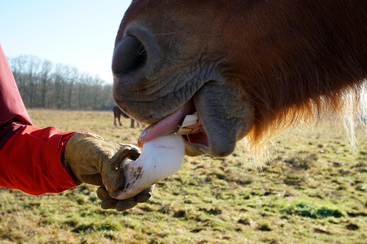 Animal Faune Cheval - Photo gratuite sur Pixabay - Pixabay
