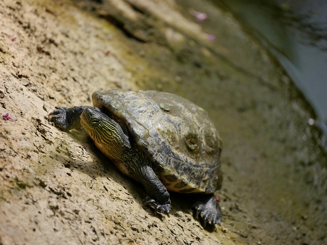 Tortuga Acuática Reptil - Foto gratis en Pixabay - Pixabay