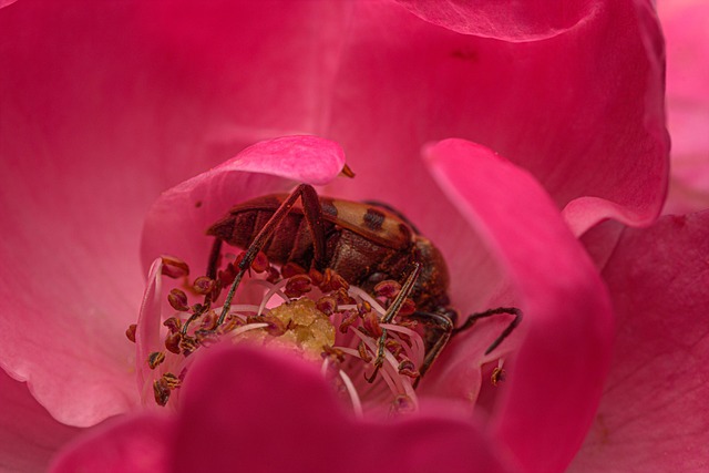 Rosa Blumenschlaf Schlafendes - Kostenloses Foto auf Pixabay - Pixabay
