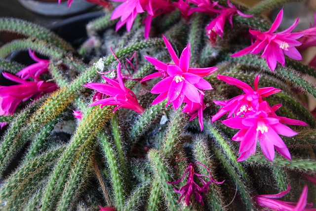Pink Flowers Cactus Cacti - Free photo on Pixabay - Pixabay