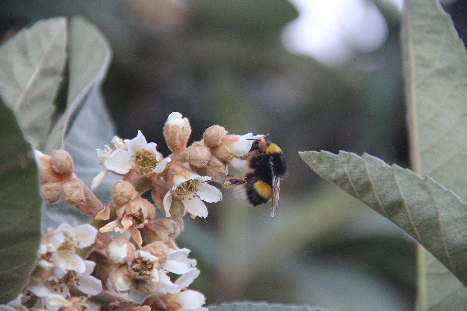 Bumblebee Côn Trùng Những Bông Hoa - Ảnh miễn phí trên Pixabay - Pixabay