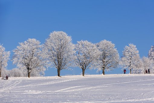 Trees Nature Winter - Free photo on Pixabay