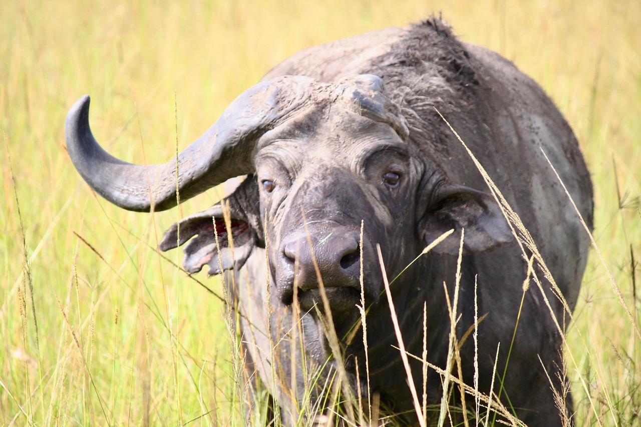 Buffalo Nature Bull - Free photo on Pixabay - Pixabay