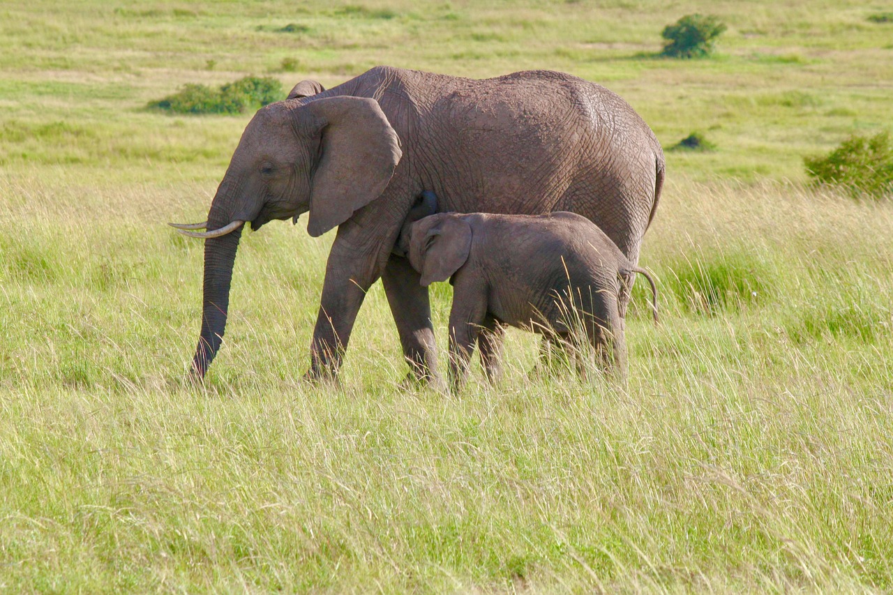 Bebés Elefantes En La Naturaleza