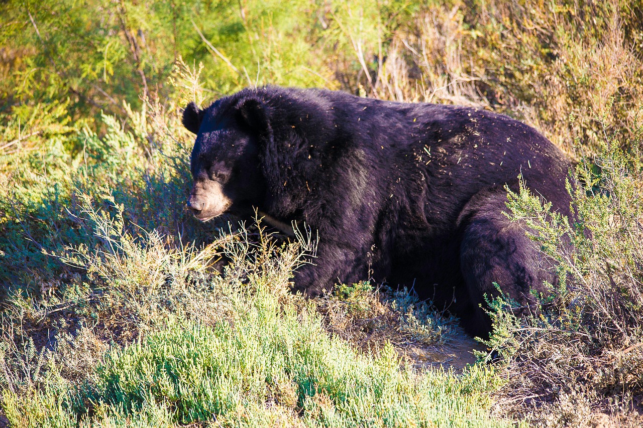 Urso Animal - Foto gratuita no Pixabay - Pixabay
