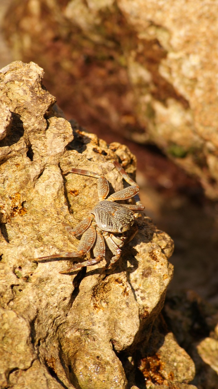 Crabe Nature Océan - Photo gratuite sur Pixabay - Pixabay