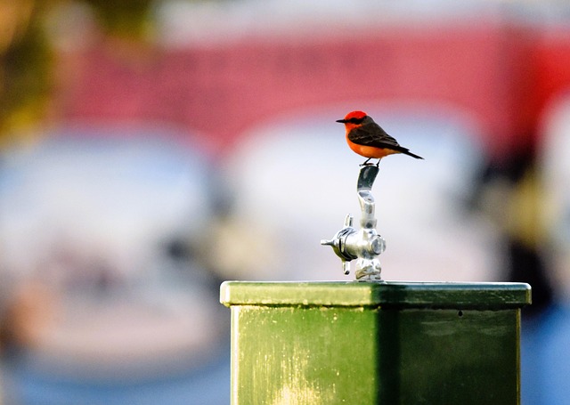 Papamoscas Bermellón Parque Fuente - Foto gratis en Pixabay - Pixabay