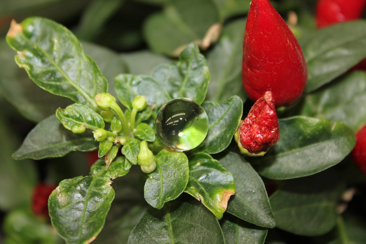 Planta Folhas Pimenta - Foto gratuita no Pixabay - Pixabay