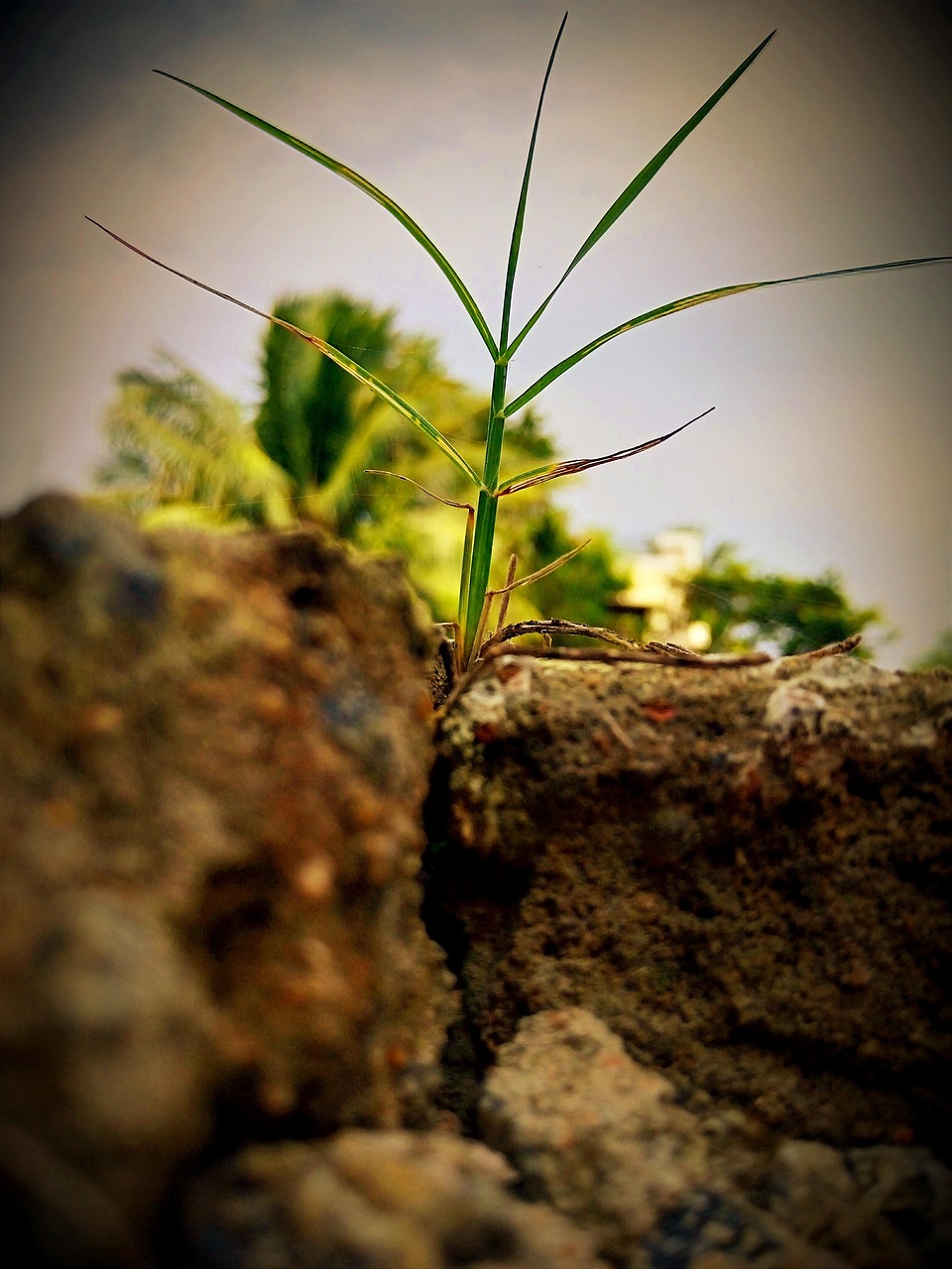 Grass Nature Free Photo On Pixabay Pixabay