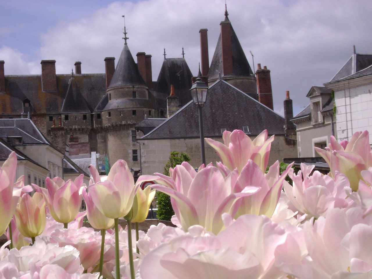 Fleur France Floral - Free photo on Pixabay