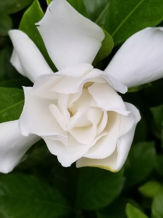 Fleur Nature Blanche - Photo gratuite sur Pixabay - Pixabay