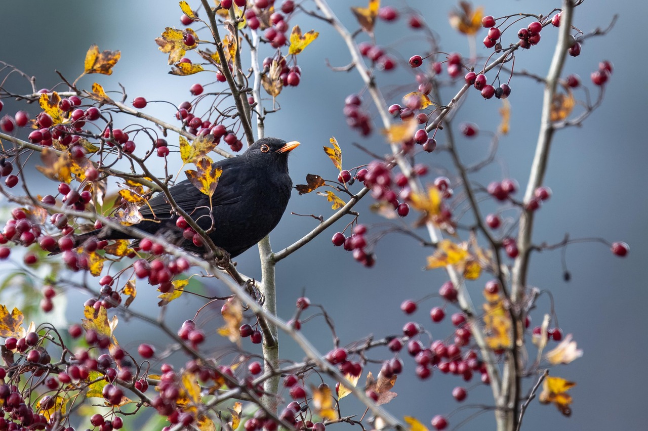 2,000+ Free Blackbird & Nature Images - Pixabay